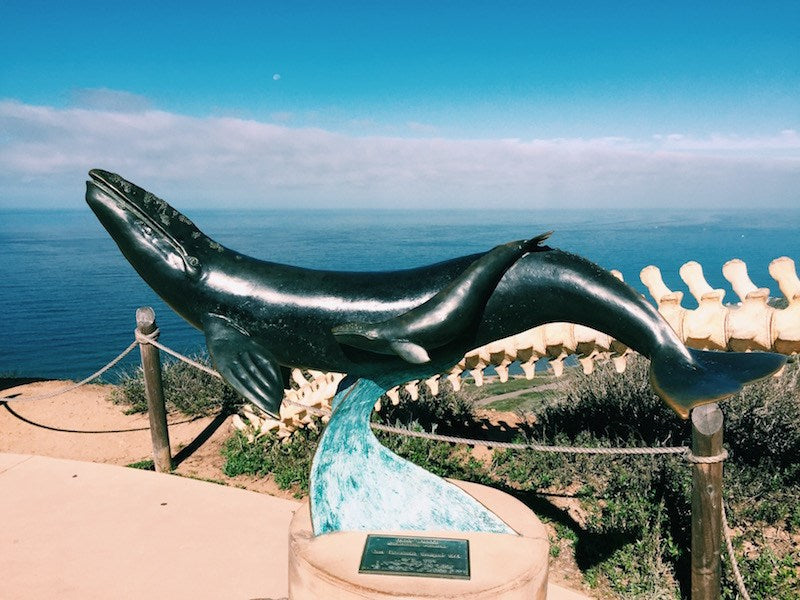 Notable Whale Based Success – Orka Beverage Company
